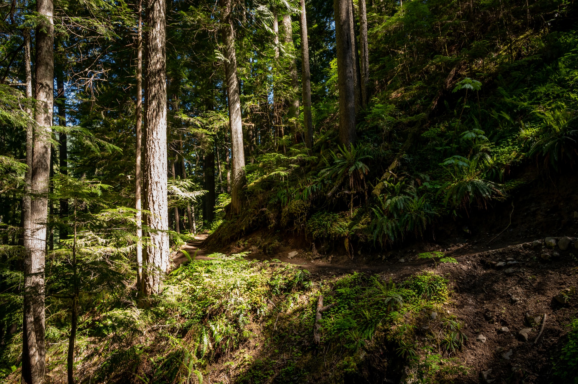 Pacific Rim National Park: Rainforest Trail - The Gray Team